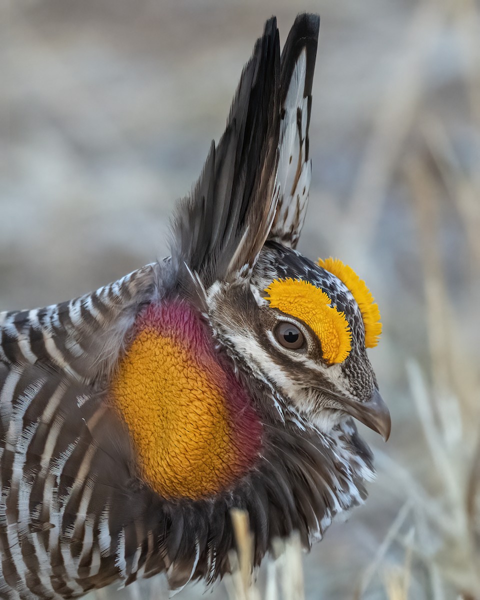 Greater Prairie-Chicken - Tympanuchus cupido - Media Search - Macaulay ...