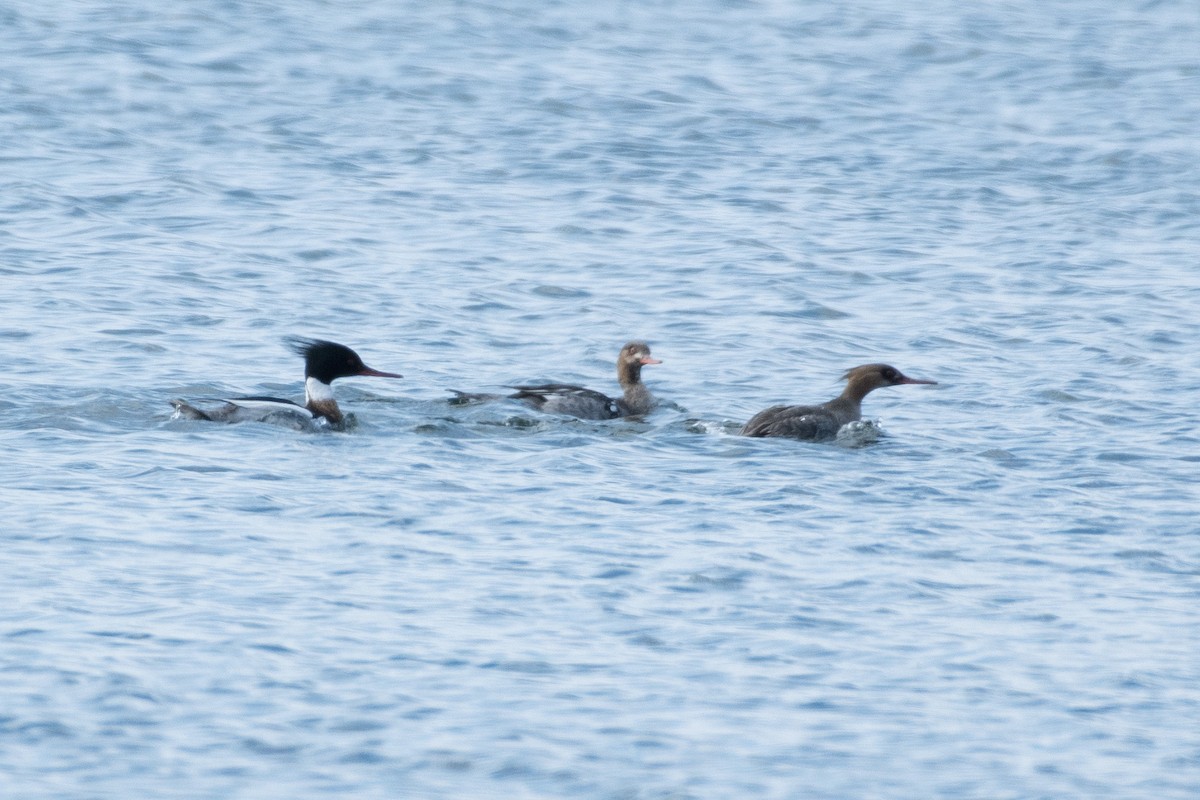 eBird Checklist - 29 Apr 2021 - Tamarac NWR--South Tamarac Lake Access ...