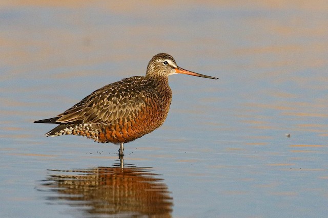 Calgary, Alberta, Canada - eBird