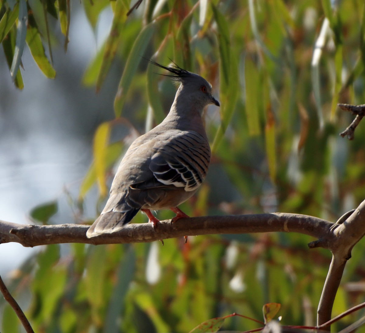 eBird Checklist - 1 May 2021 - Australian Botanic Gardens (Shepparton ...