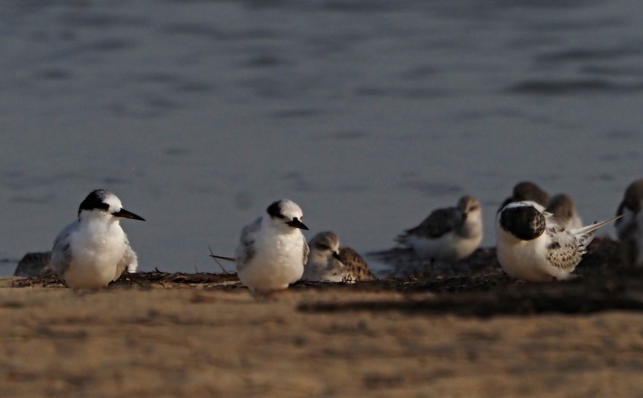 Little/Australian Fairy Tern - eBird