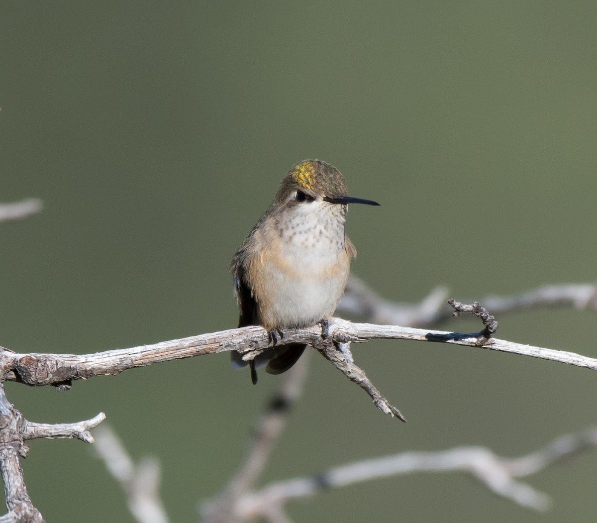 eBird Checklist - 24 Aug 2016 - Mt. Ord--FR 1688 - 27 species (+2 other ...