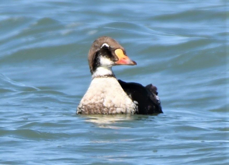 eBird Checklist - 1 May 2021 - Presque Isle SP--Beach 10 - 6 species