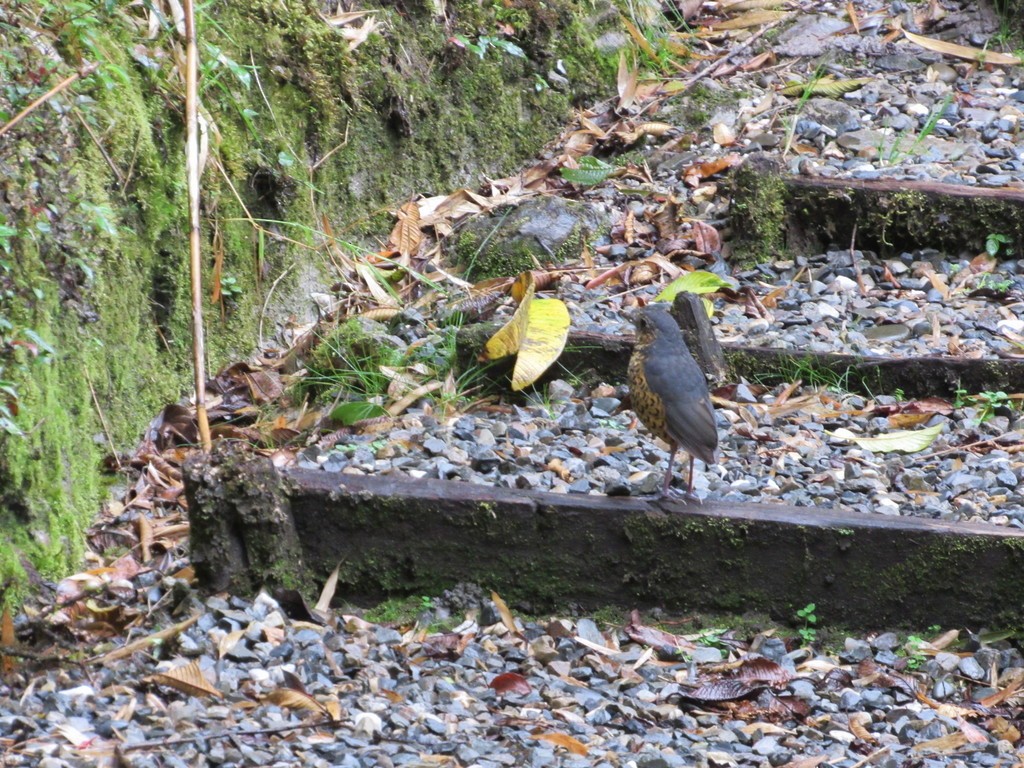 ML332880441 - Undulated Antpitta - Macaulay Library