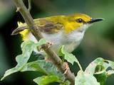 Iconic Birds - Budongo Forest Reserve--Royal Mile, Western, Uganda ...