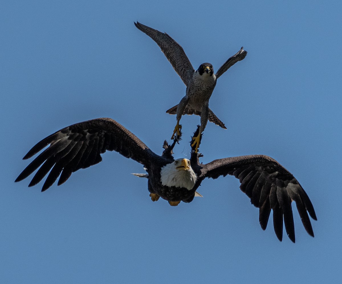 ML333457351 - Bald Eagle - Macaulay Library