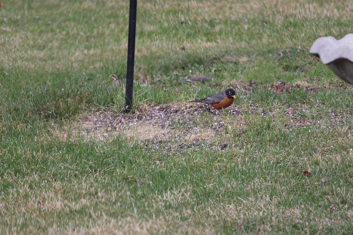 eBird Checklist - 4 May 2021 - Foster's Feeder - 6 species