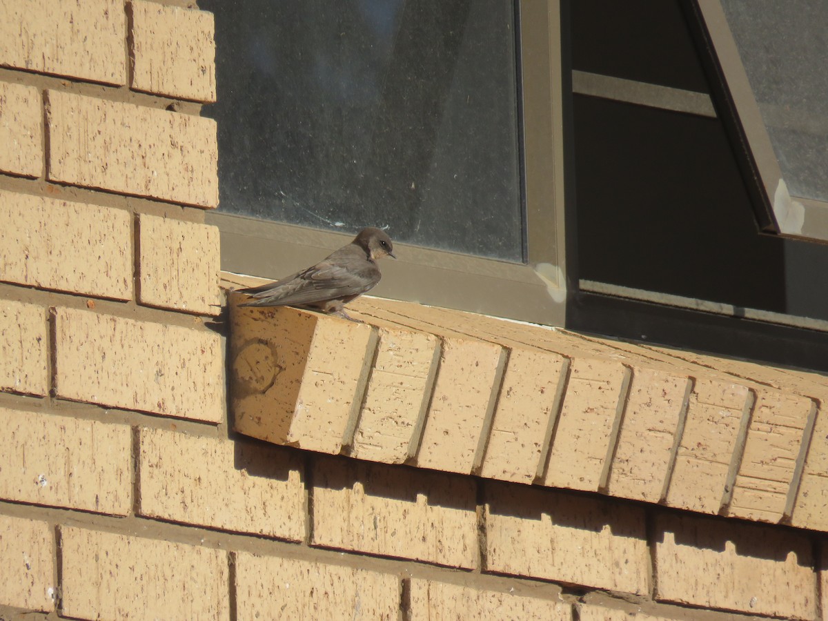 eBird Checklist - 8 May 2021 - Zithulele--Plaza - 18 species