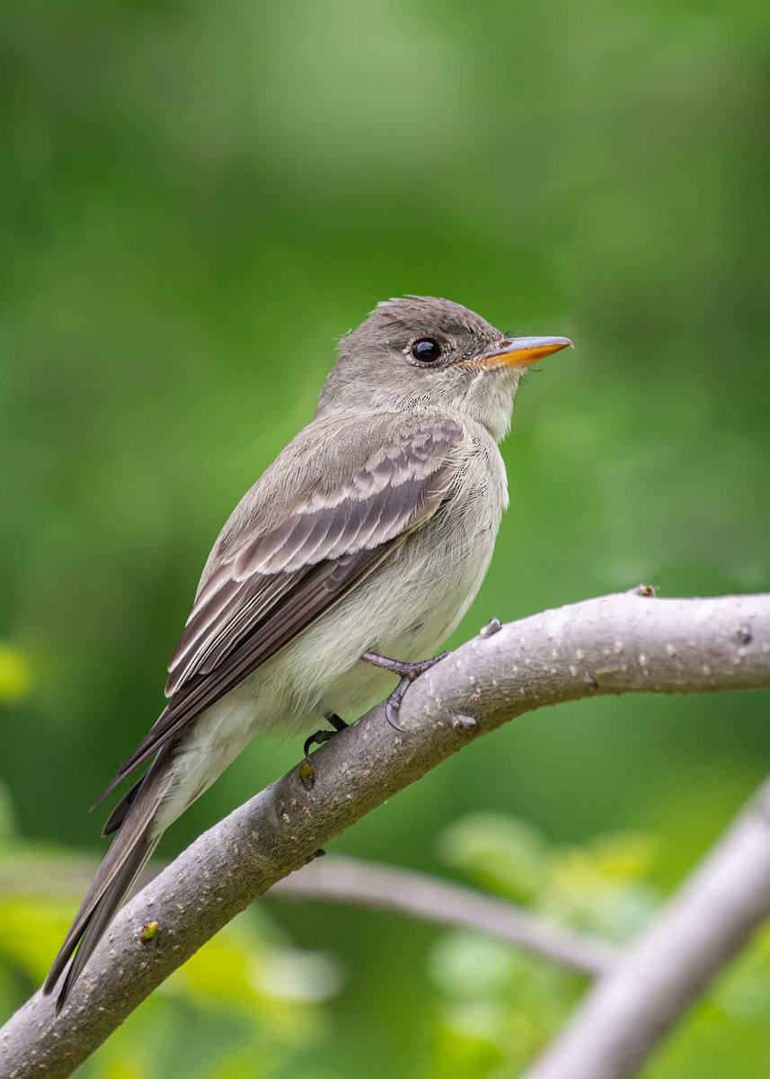eBird Checklist - 8 May 2021 - Cotaco Creek - 86 species