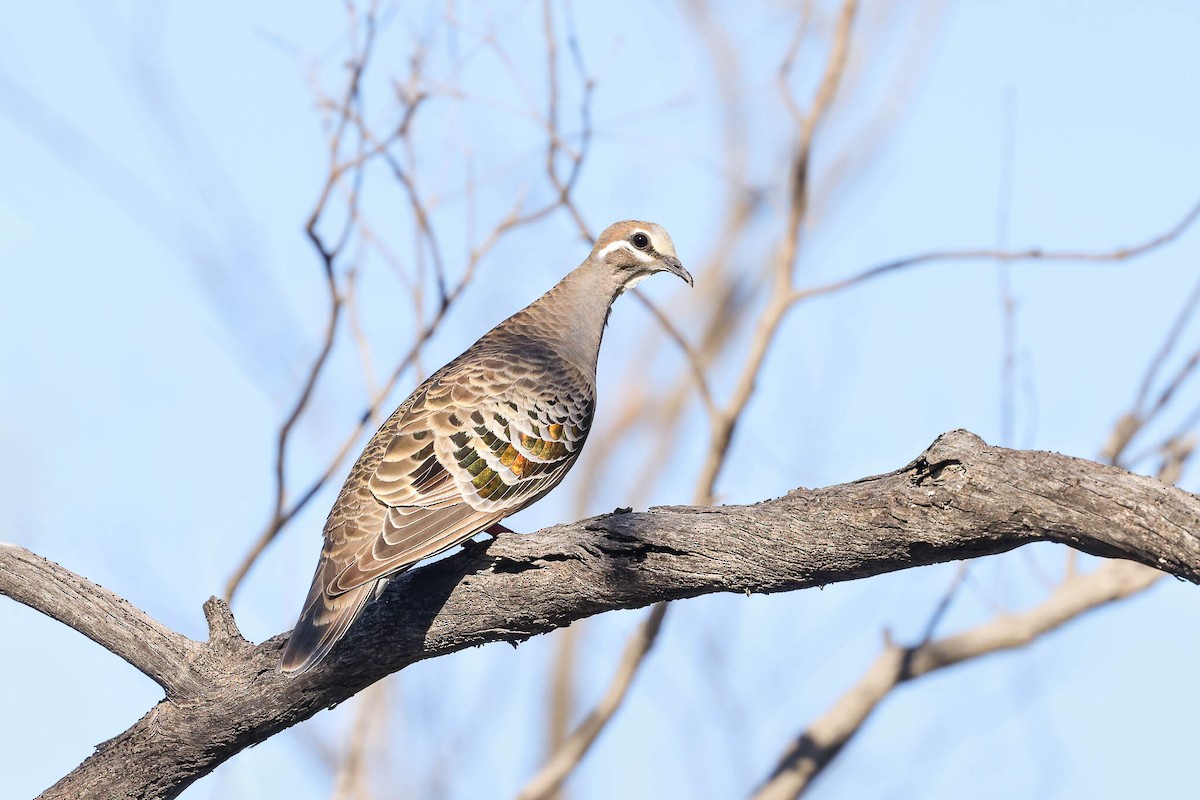 eBird Checklist - 8 May 2021 - Durikai State Forest (consider using ...