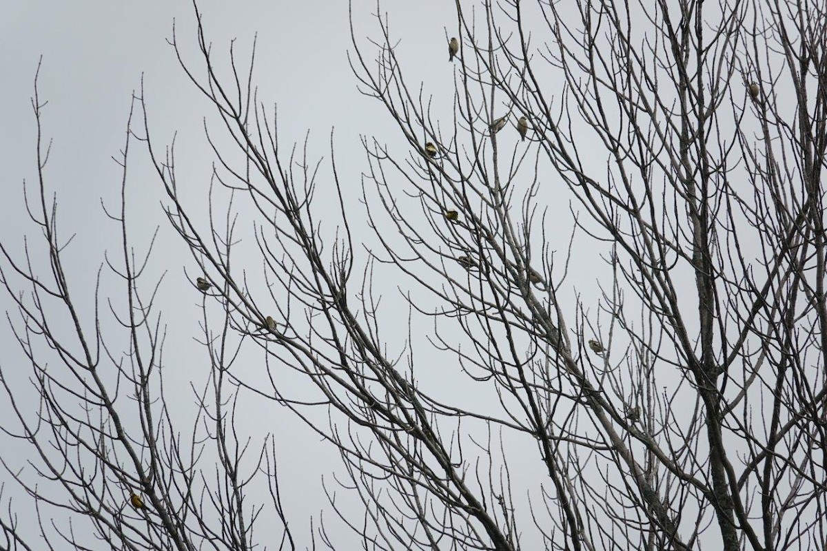 New York Breeding Bird Atlas Checklist - 8 May 2021 - Balsam SF ...