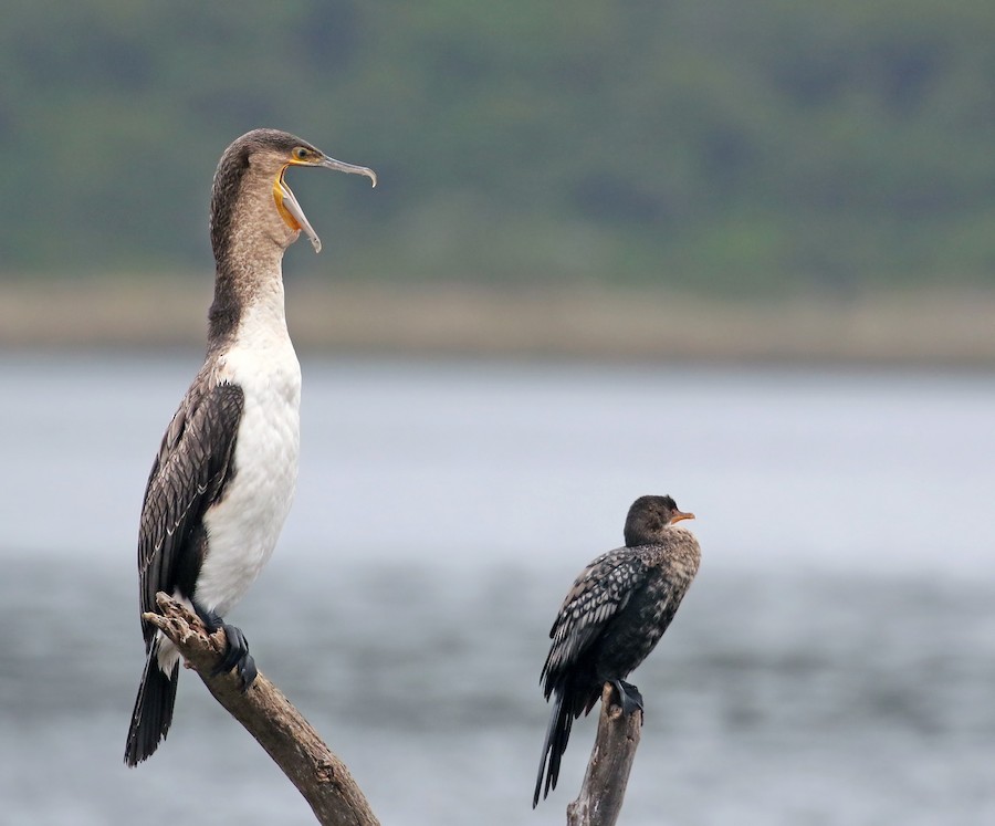 Great Cormorant (White-breasted) - eBird