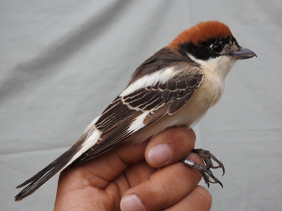 Alcaudón común (del Cáucaso) - eBird