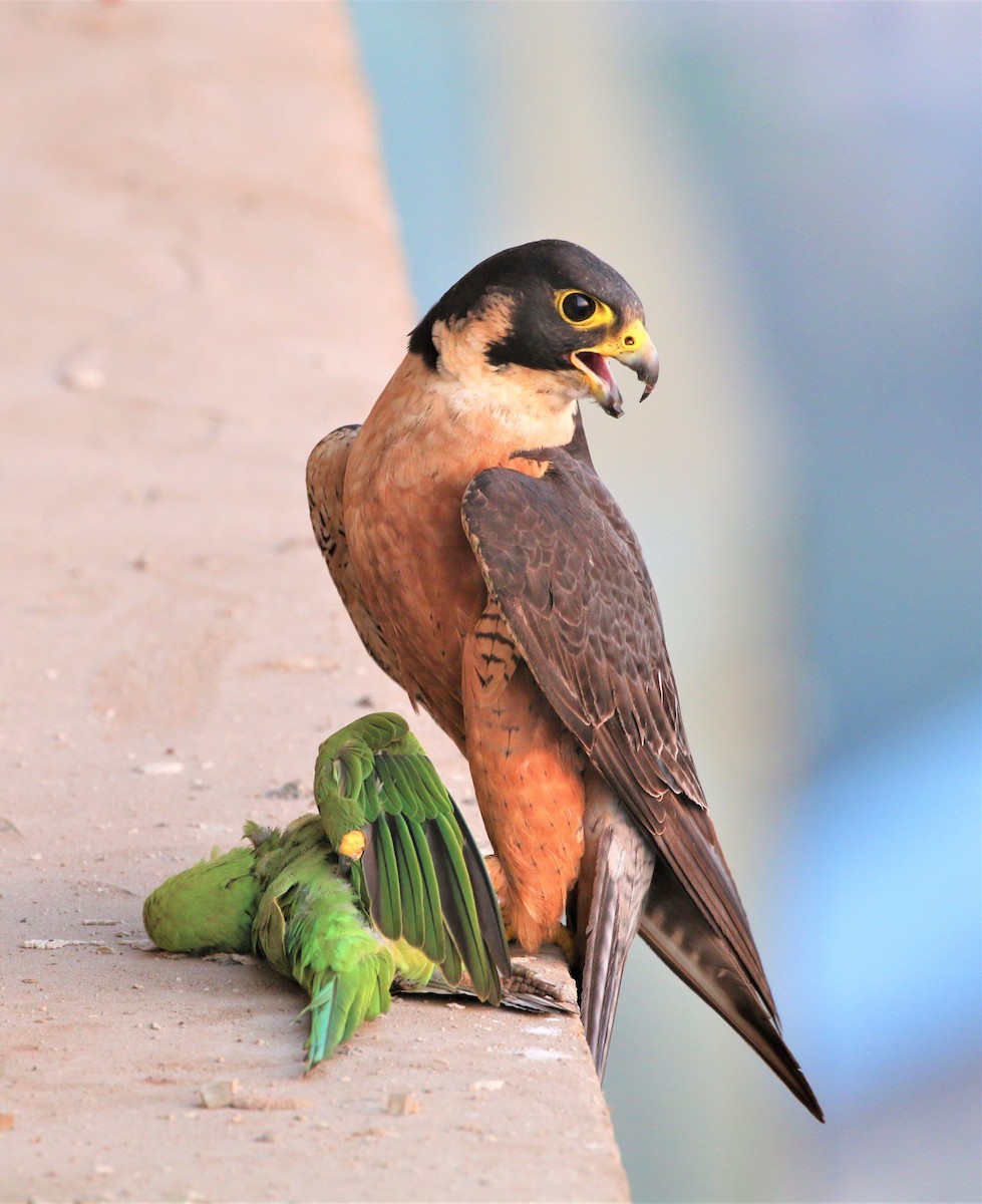 ML335828861 - Peregrine Falcon (Shaheen) - Macaulay Library