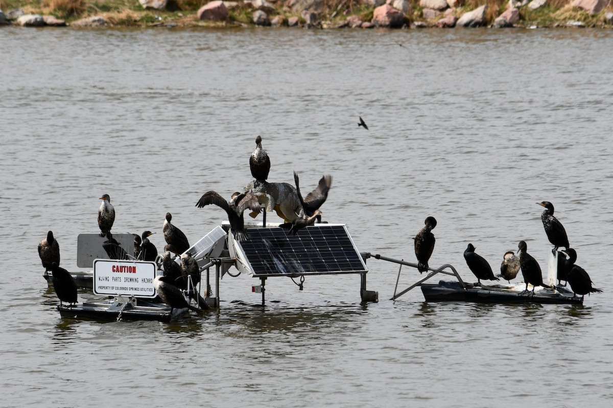 eBird Checklist - 4 May 2021 - Pikeview Reservoir - 14 species