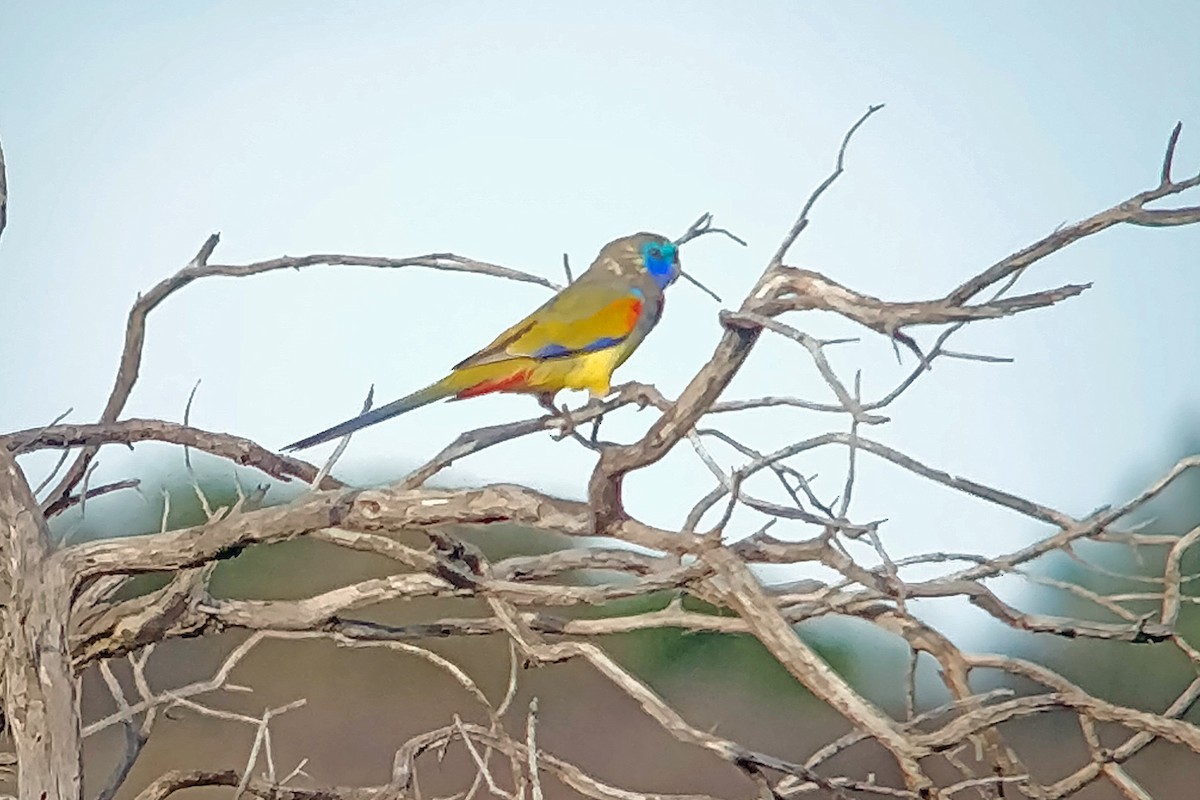 eBird Checklist - 8 May 2021 - Nullarbor National Park--Koonalda Rd ...