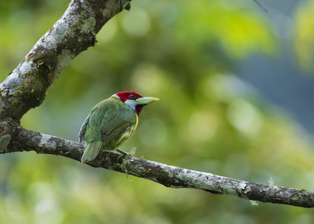 Participa del desafío "eBirder" del mes de Septiembre - eBird Bolivia