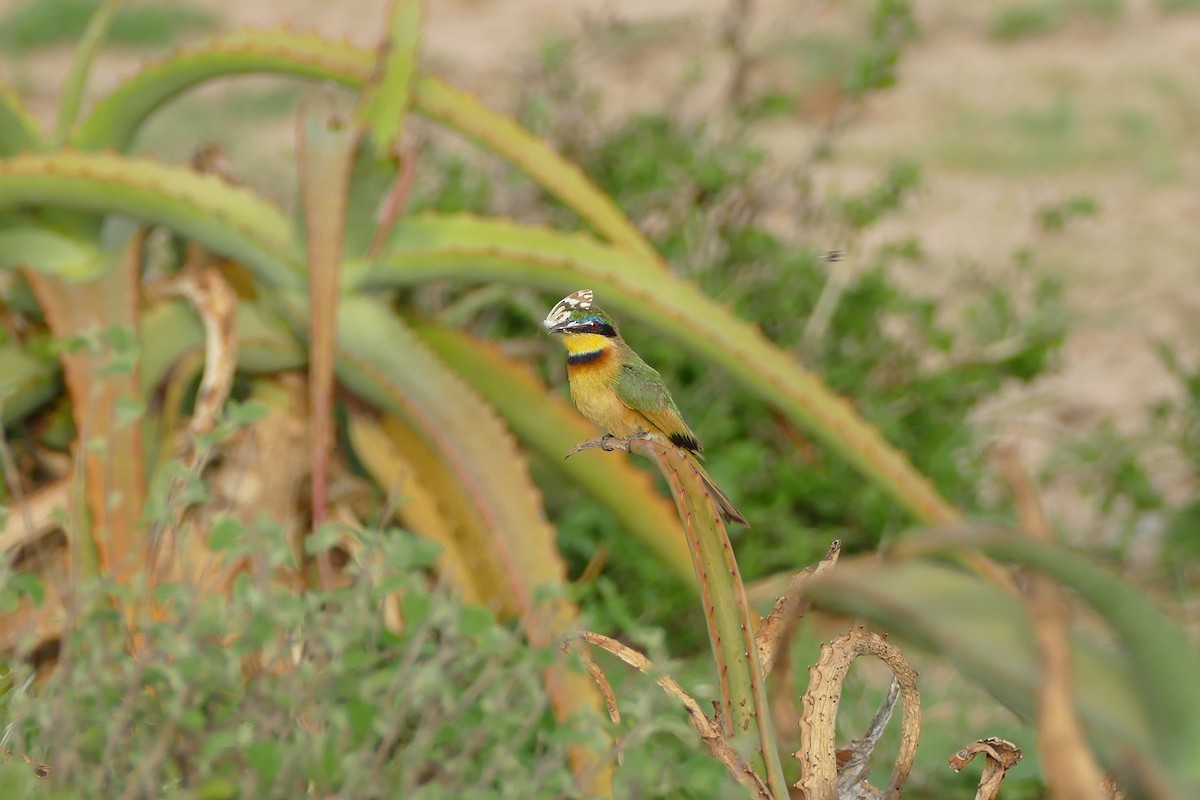eBird Checklist - 11 May 2021 - Abaarso, Somaliland - 35 species