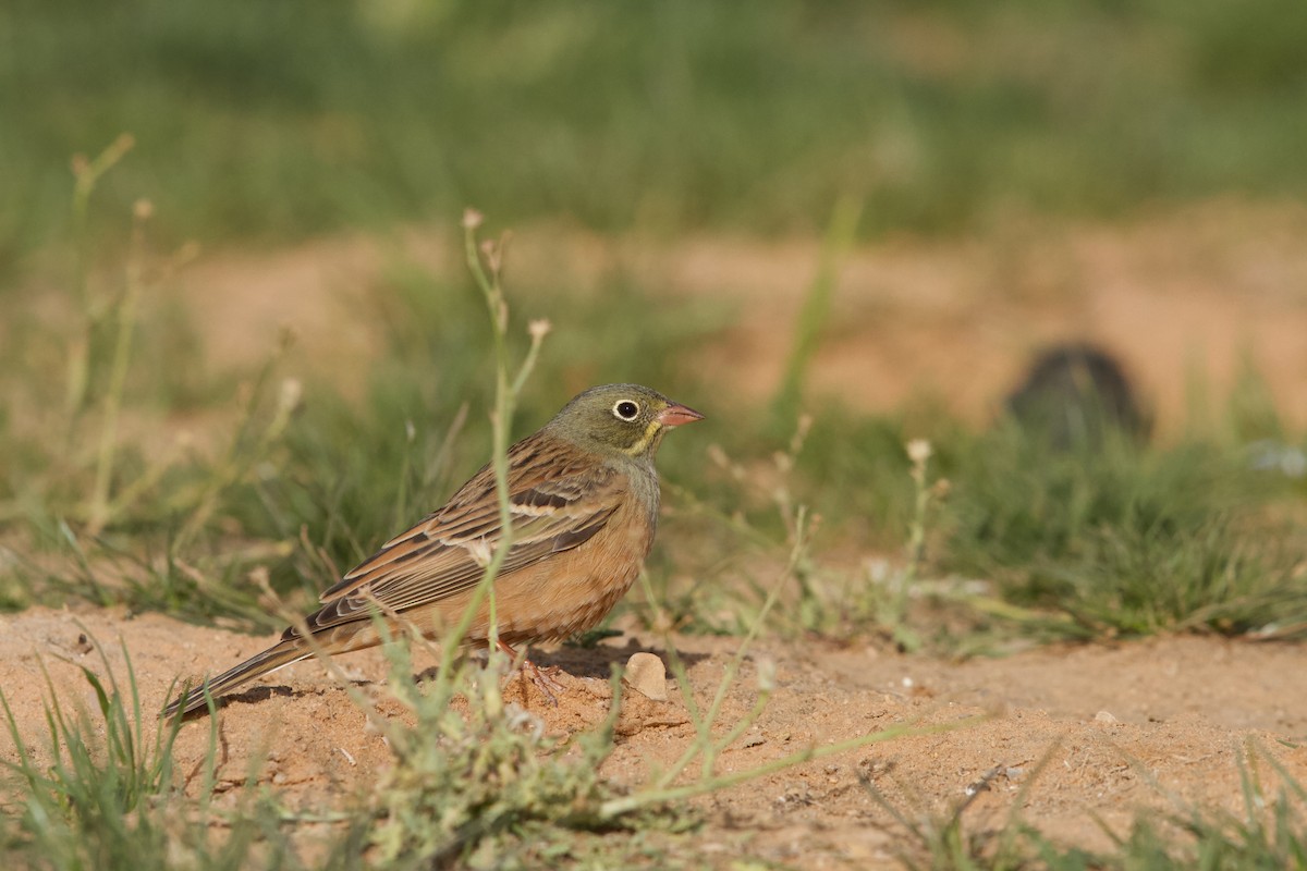 ML337017011 - Ortolan Bunting - Macaulay Library