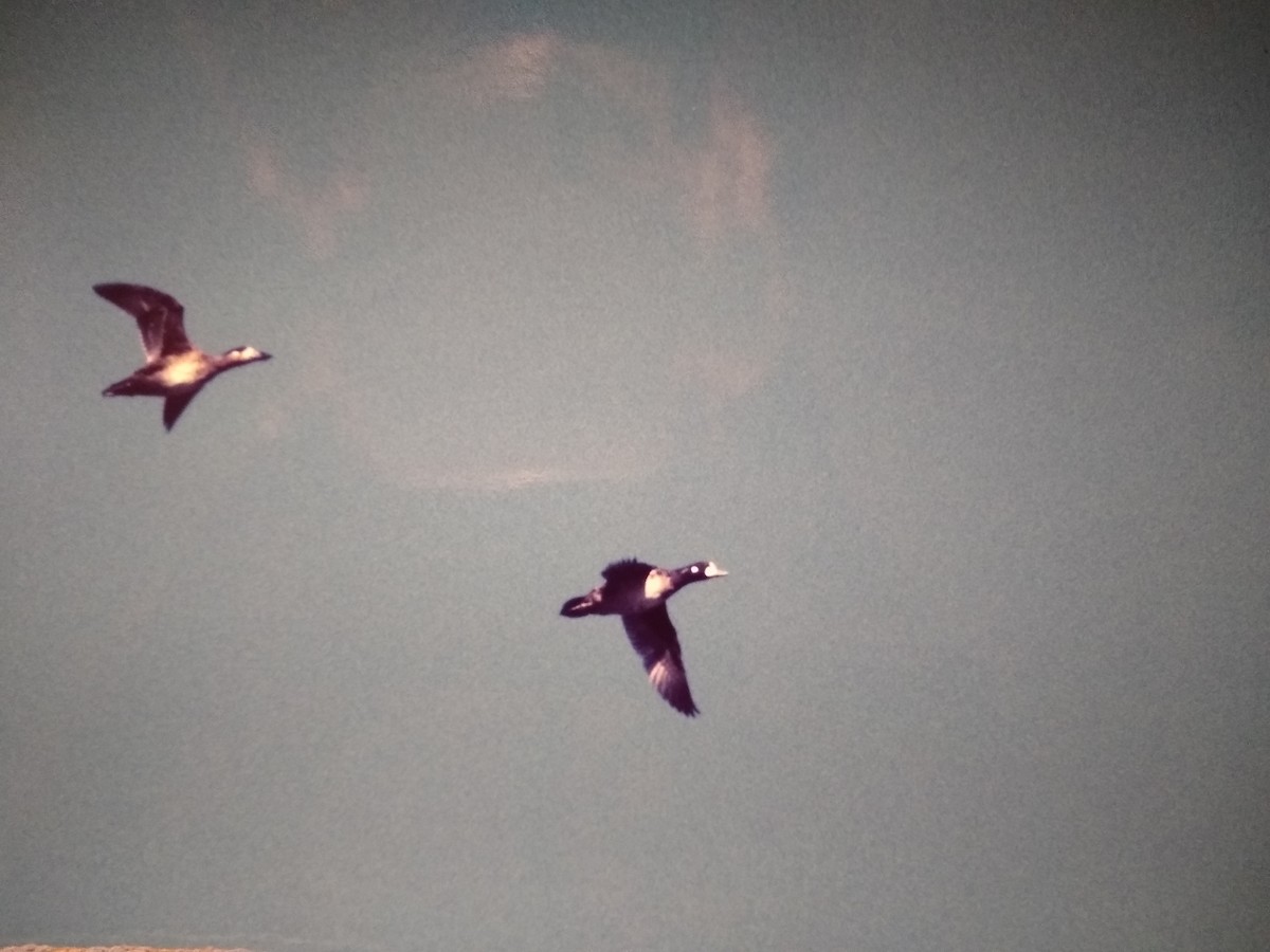 eBird Checklist - 3 Dec 1995 - Arthur Pack Regional Park - 9 species