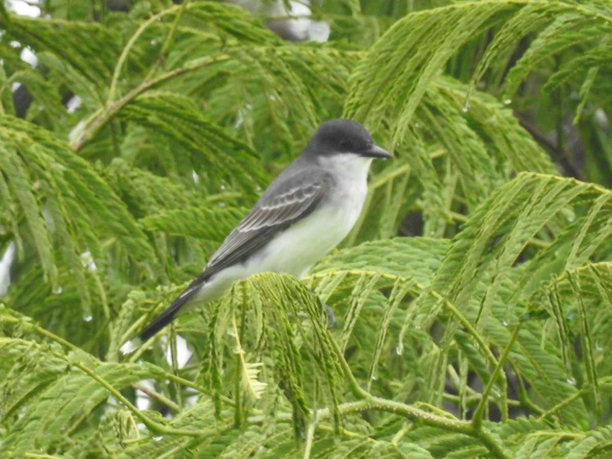 eBird Checklist - 13 May 2021 - El Rodeo--Universidad para La Paz - 60 ...