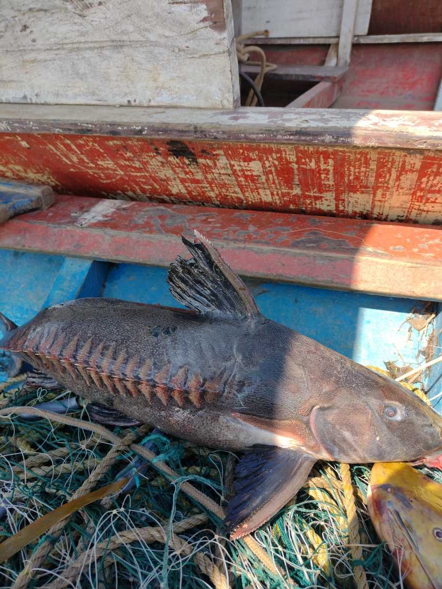 ML338088391 - Fish sp. - Macaulay Library