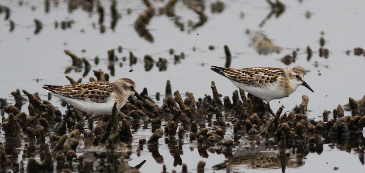 Little Stint - Calidris minuta - Media Search - Macaulay Library and eBird