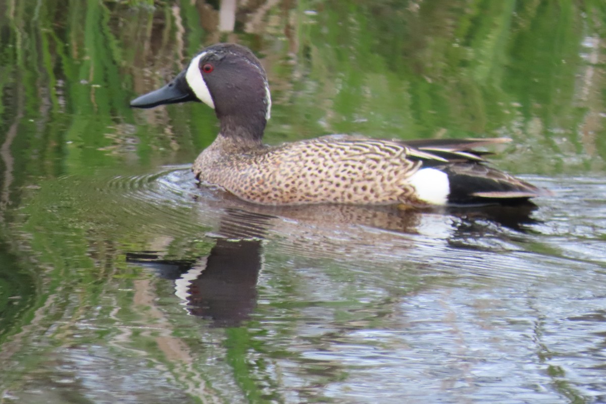eBird Checklist - 9 May 2021 - Tuttle Marsh Wildlife Area - 13 species