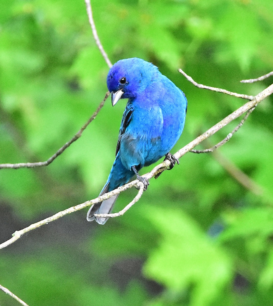 ML340011951 - Indigo Bunting - Macaulay Library