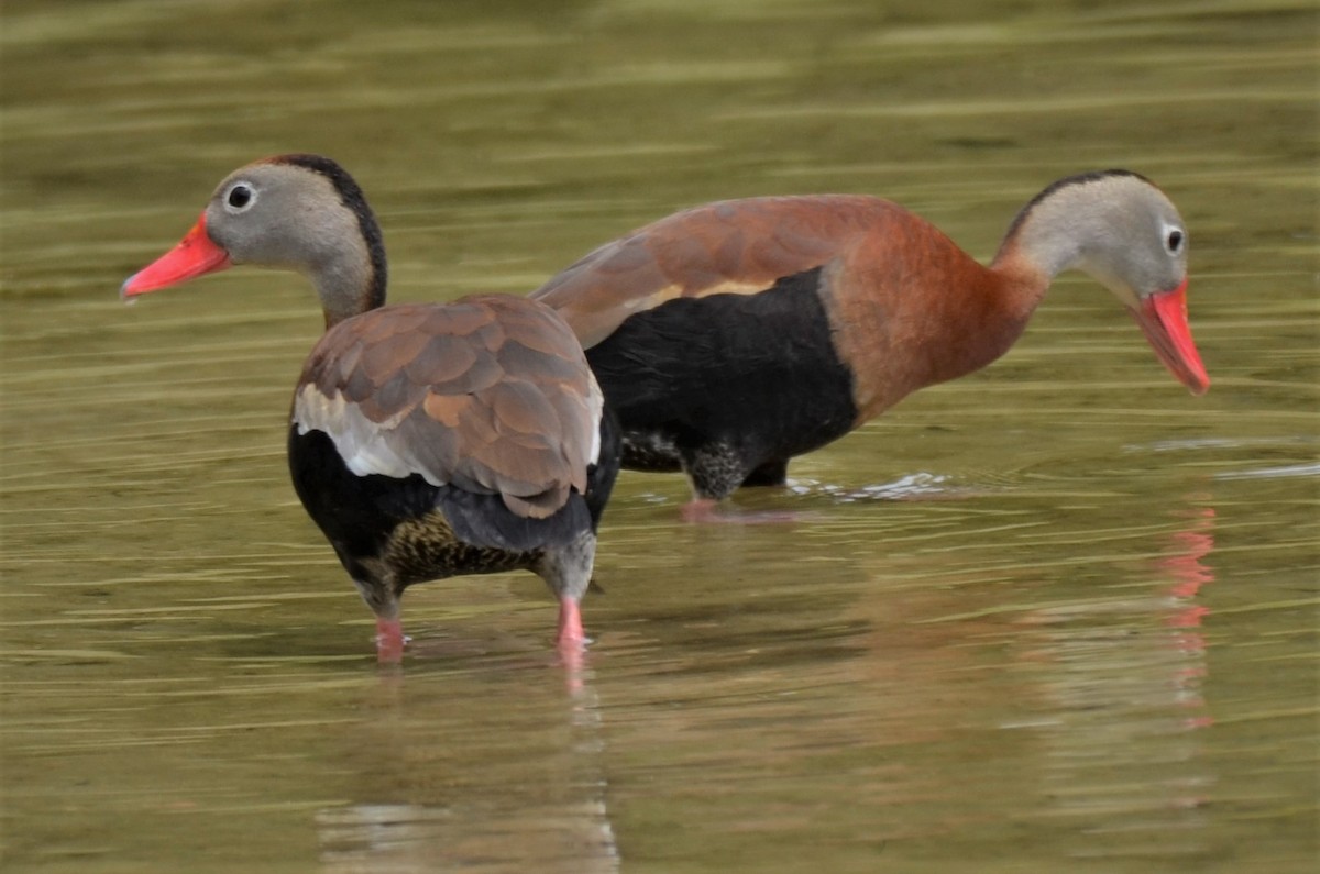 North Carolina Bird Atlas Checklist - 18 May 2021 - Vander - 4 species