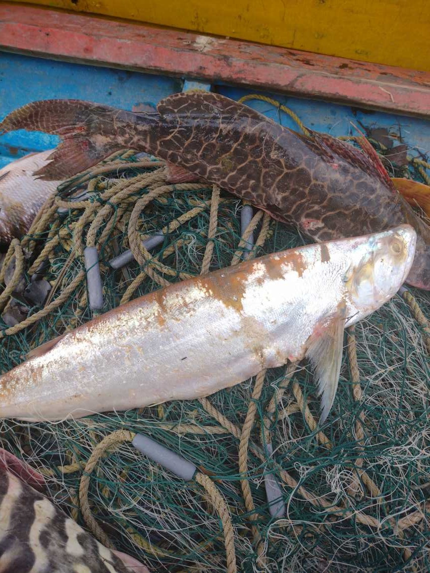 ML340140011 - Fish sp. - Macaulay Library