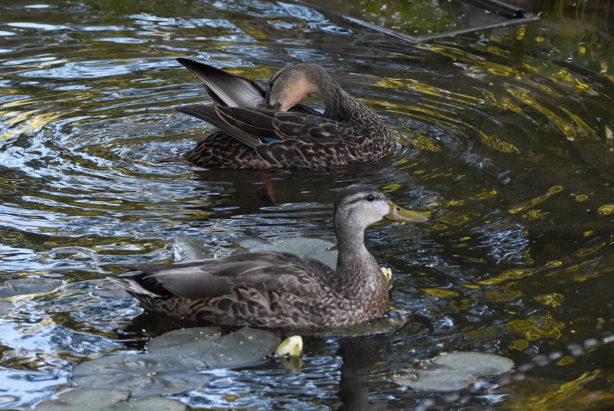 ML340412141 - Mexican Duck - Macaulay Library