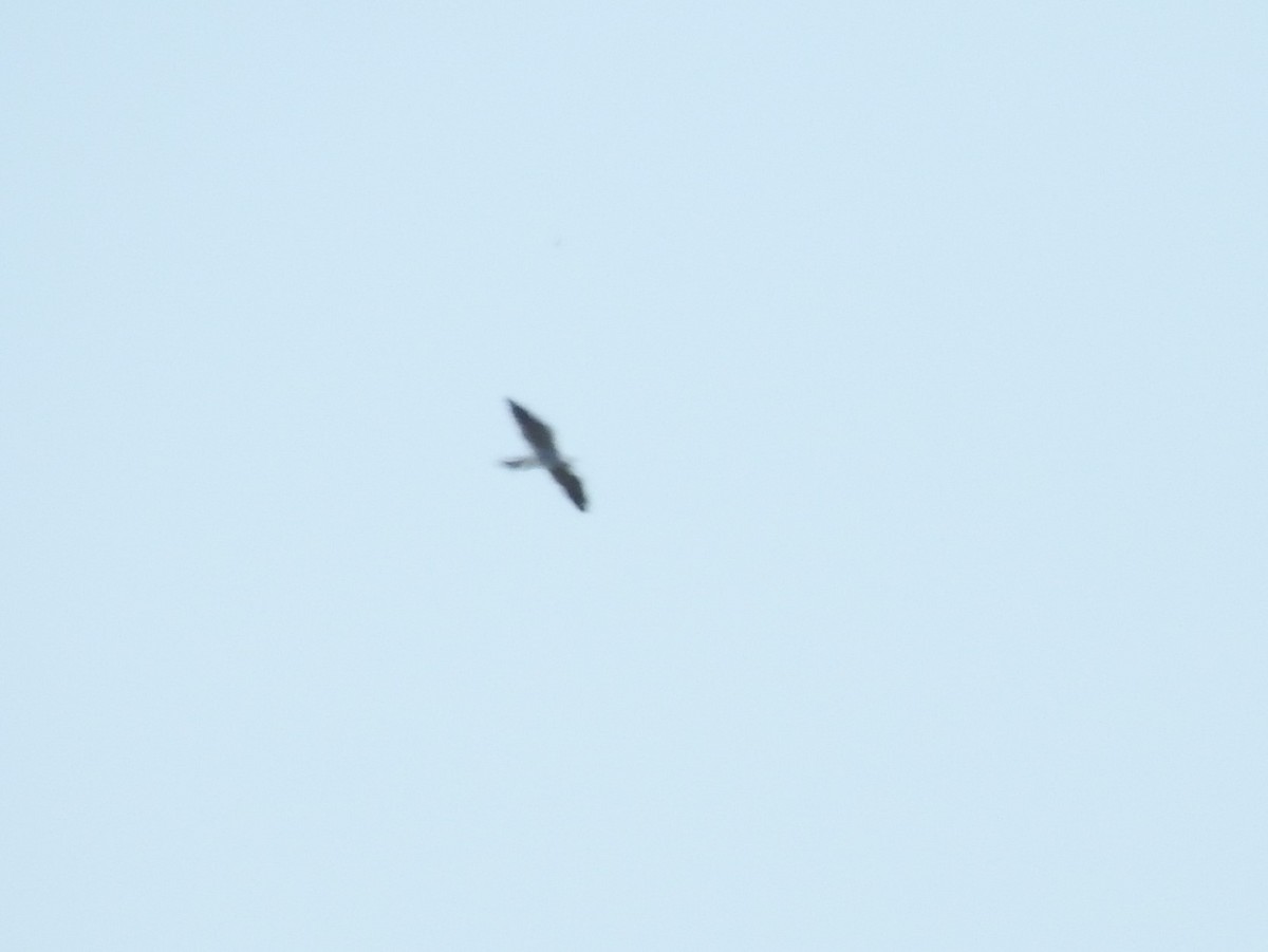 eBird Checklist - 21 May 2021 - Exeter Marsh - 12 species