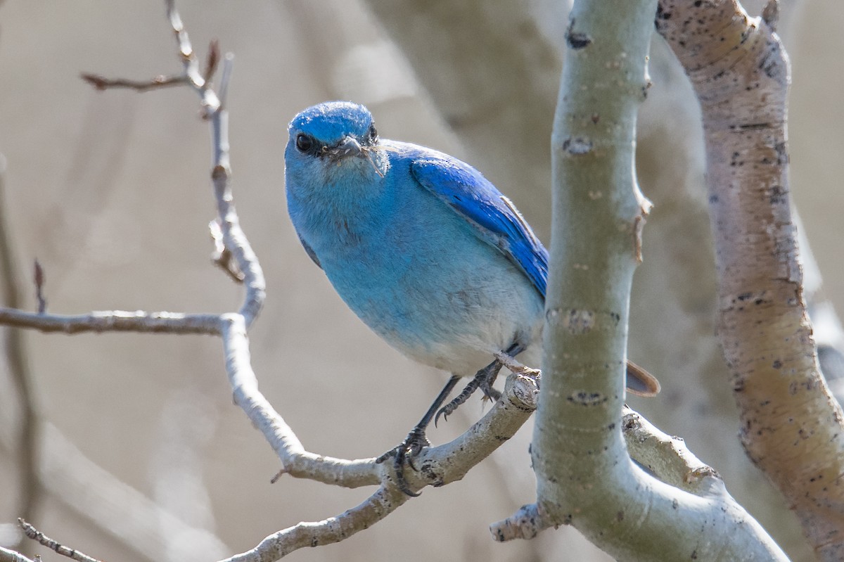 eBird Checklist - 6 May 2021 - Peavine Peak--Summit Area - 28 species ...