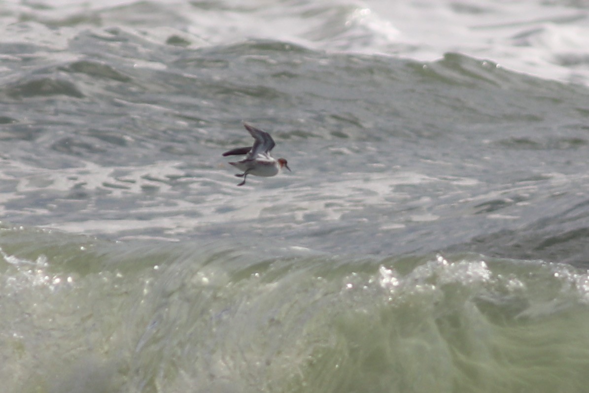 eBird Checklist - 22 May 2021 - Anastasia SP - 22 species