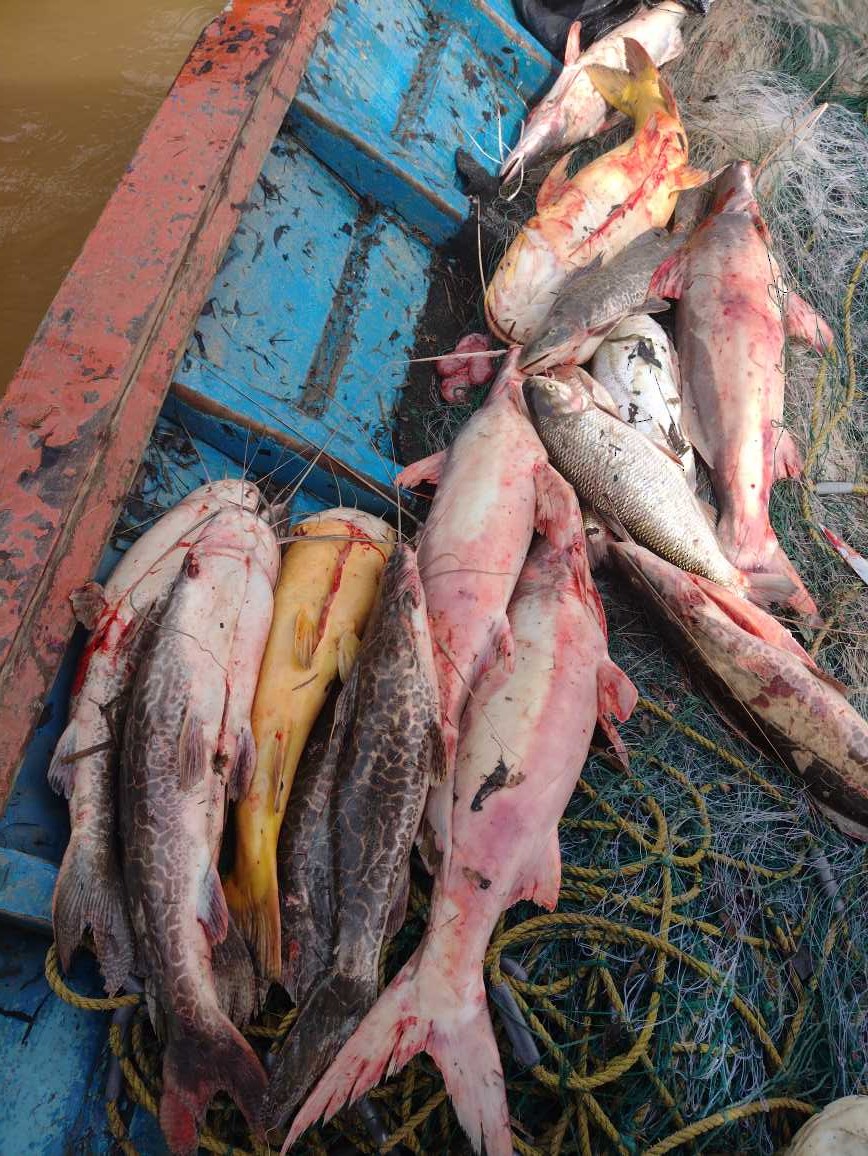 ML341471921 - Fish sp. - Macaulay Library