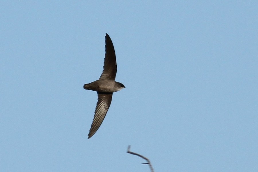 Chimney/Vaux's Swift - eBird