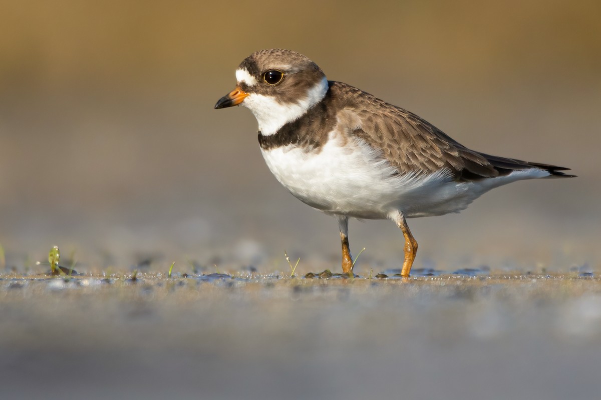 ML341614421 - Semipalmated Plover - Macaulay Library