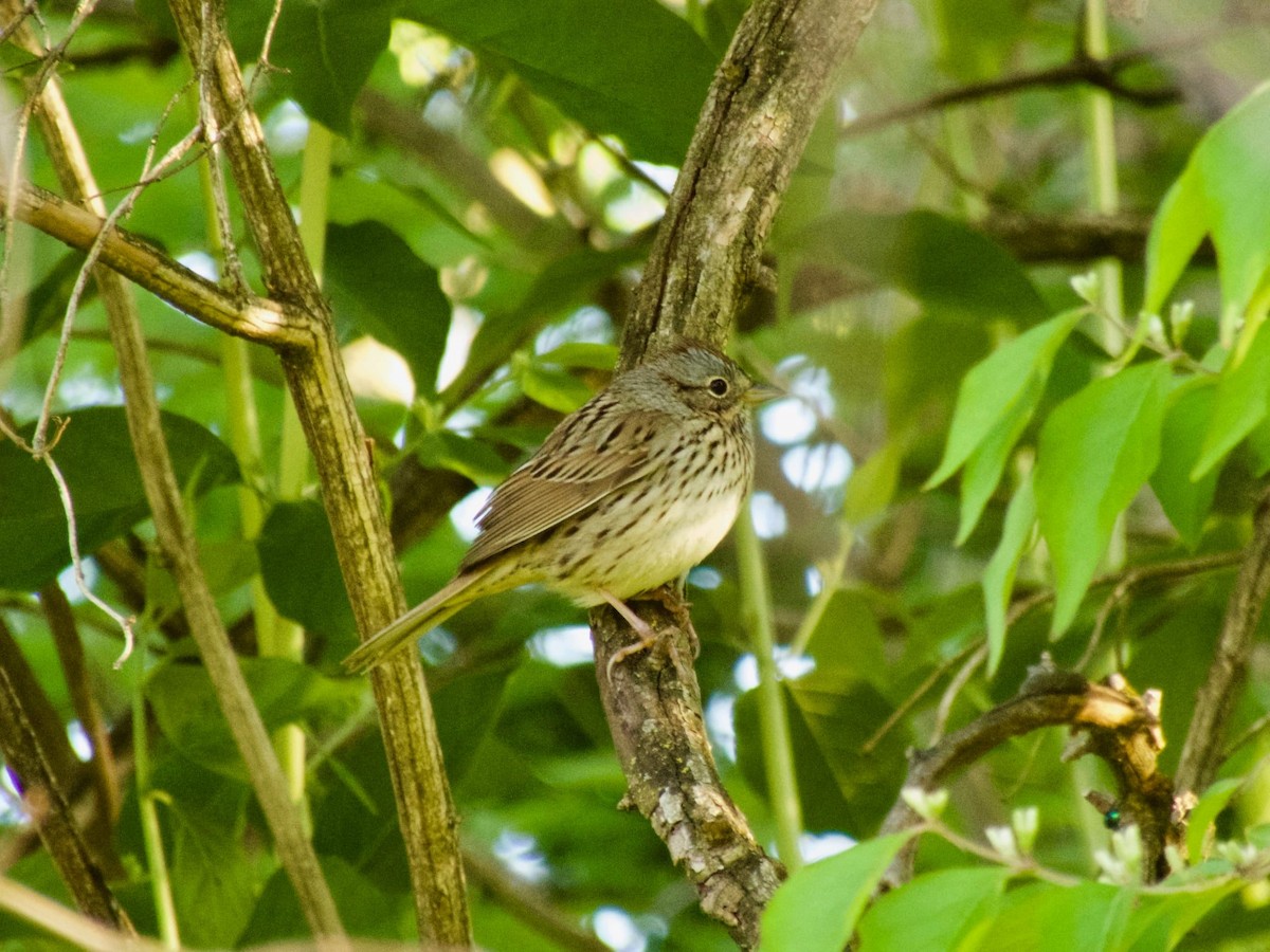 eBird Checklist - 1 May 2021 - Red Clay Reservation, Hockessin, DE, US ...
