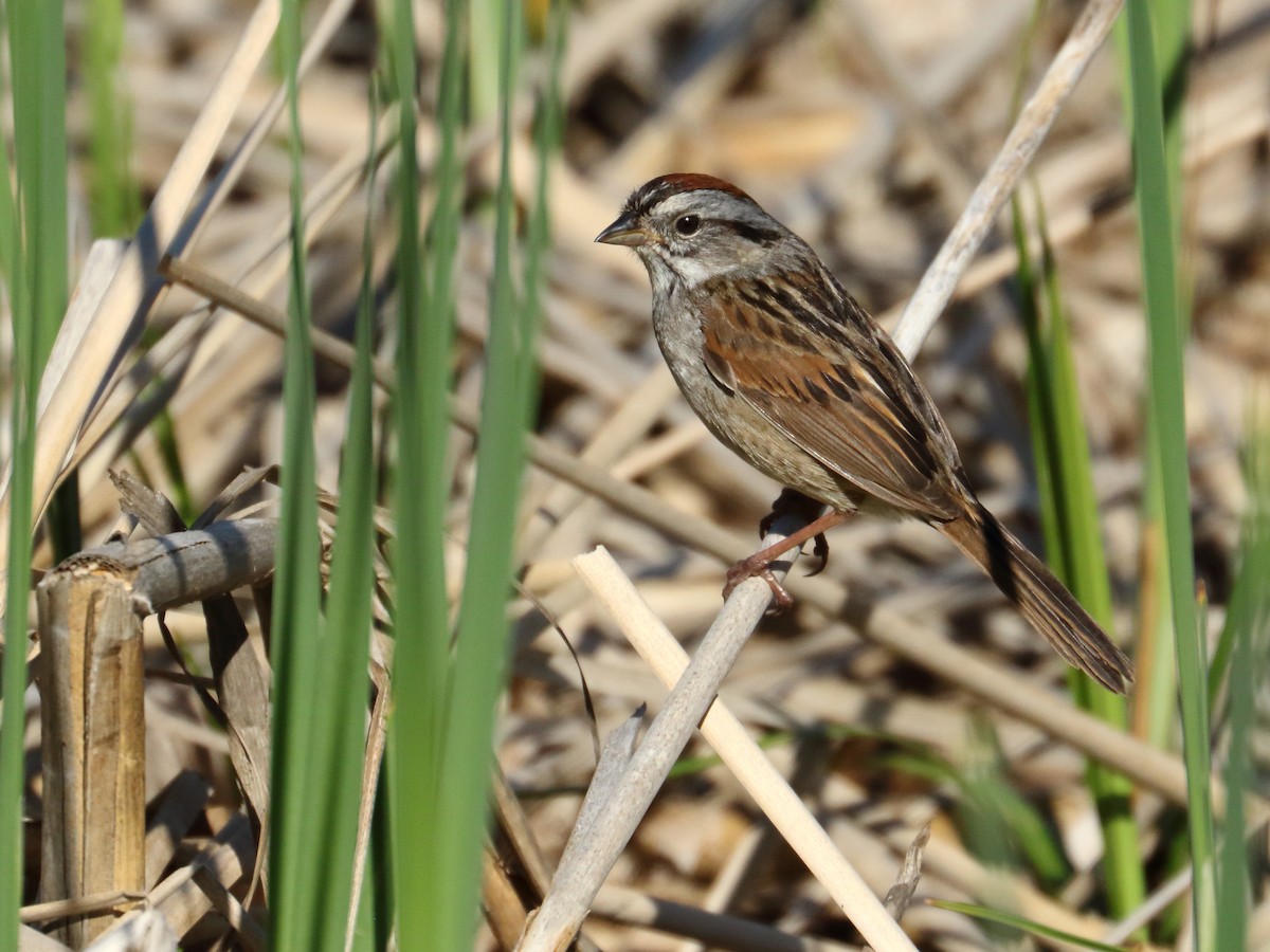 ML341911731 - Swamp Sparrow - Macaulay Library