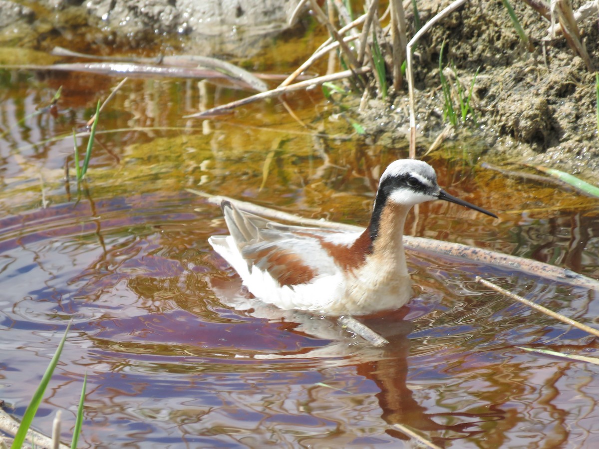 eBird Checklist - 24 May 2021 - Deseret Ranch - 28 species
