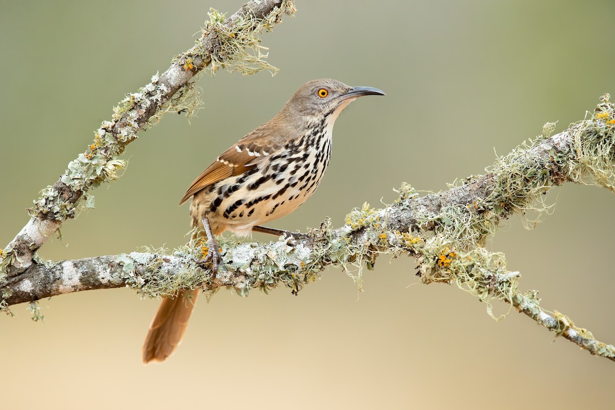 ML342316781 - Long-billed Thrasher - Macaulay Library