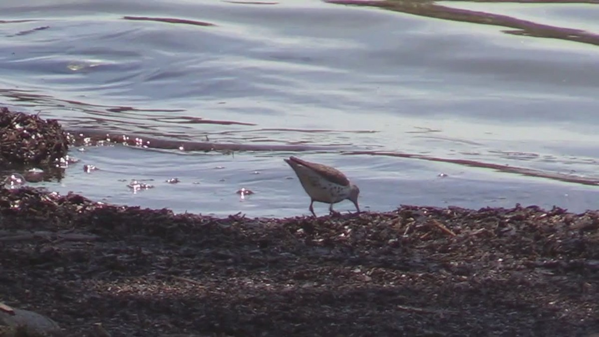 eBird Checklist - 25 May 2021 - Frank G. Bonelli RP/Puddingstone ...