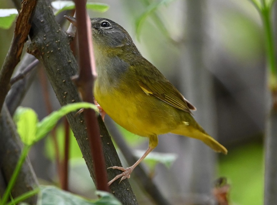 Chipe de Connecticut/Lores Negros/de Pechera - eBird
