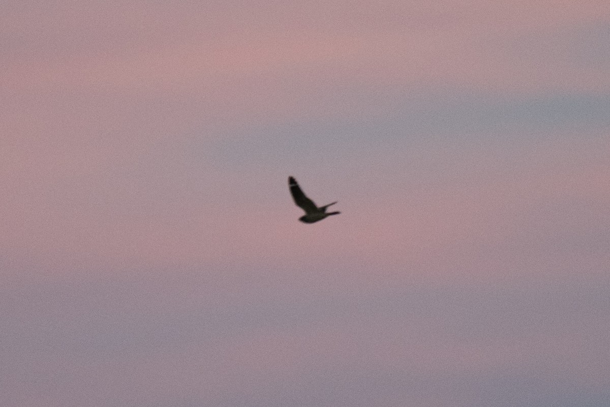eBird Checklist - 25 May 2021 - Totten Reservoir - 37 species (+1 other ...
