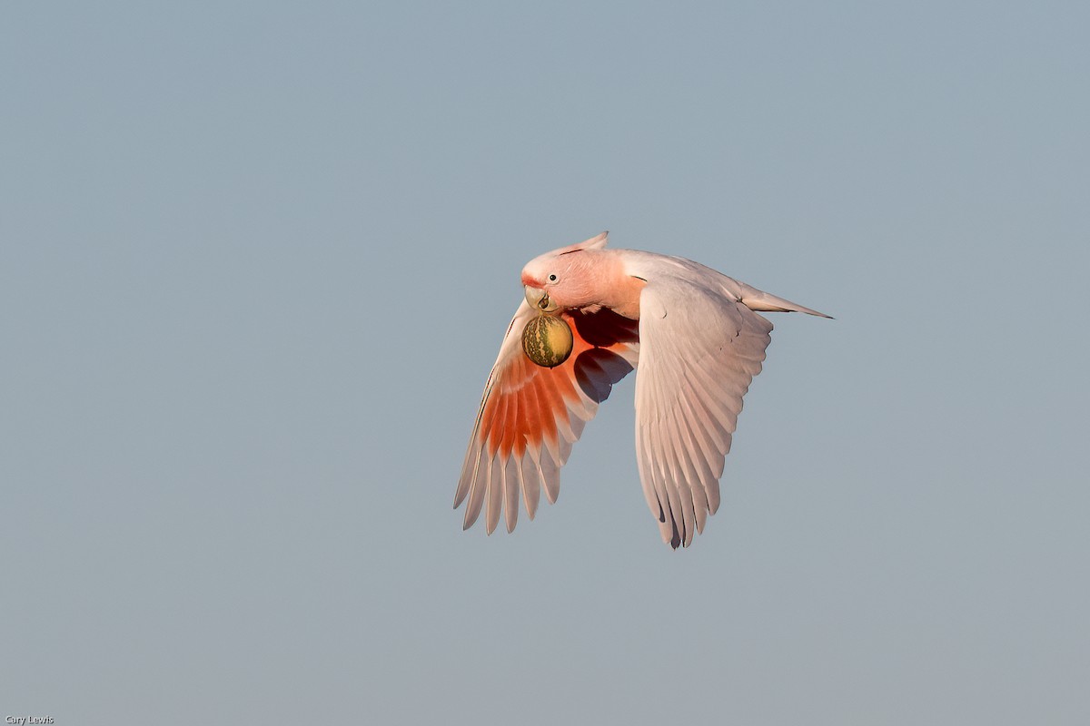 Pink Cockatoo - Cacatua leadbeateri - Media Search - Macaulay Library ...