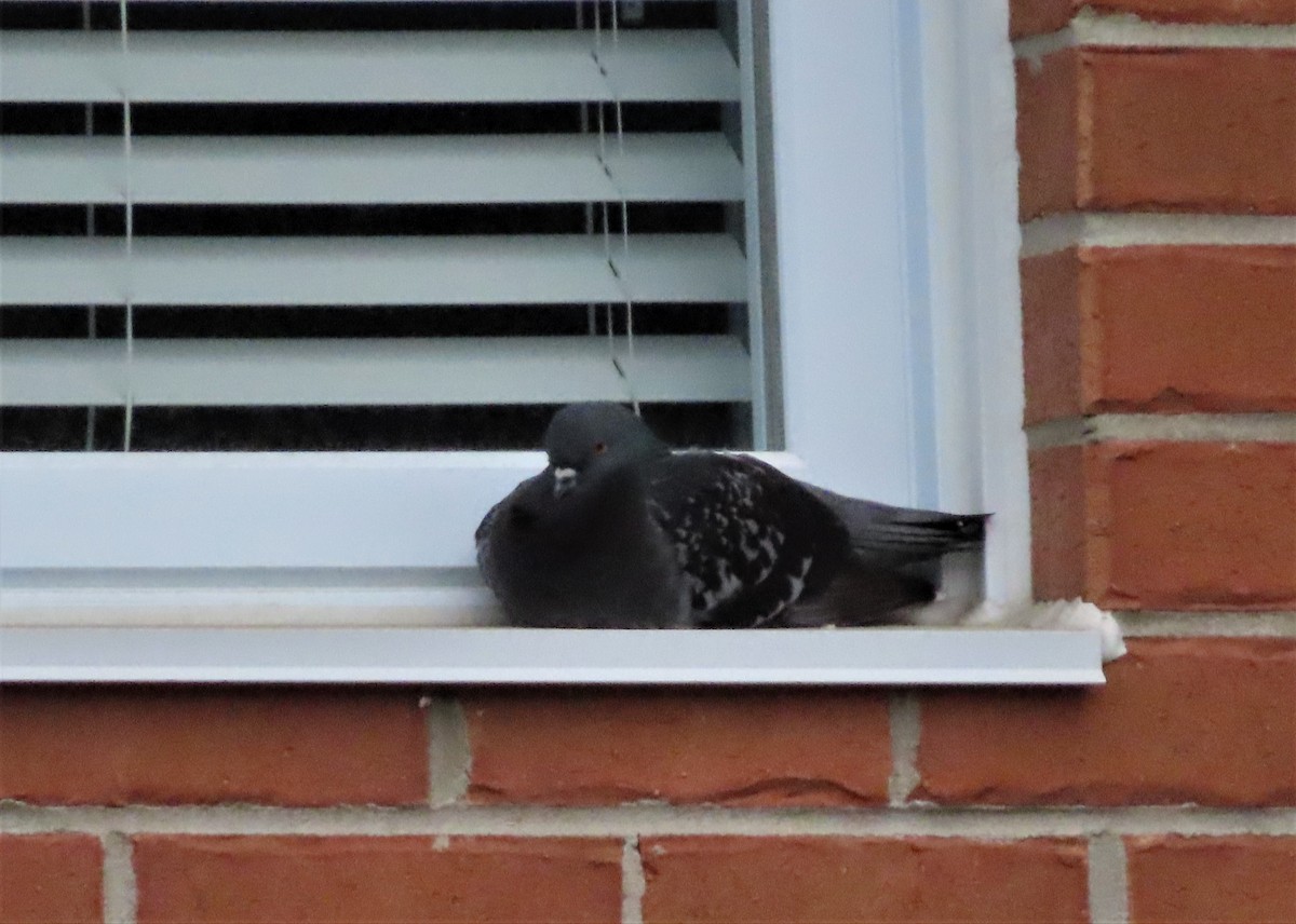 eBird Checklist - 26 May 2021 - De notre balcon, Saint-Romuald - 5 species