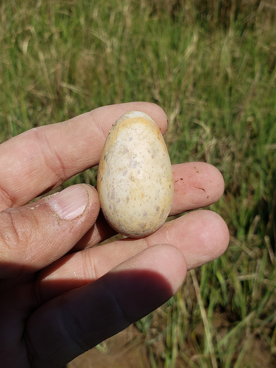 Maryland-DC Breeding Bird Atlas Checklist - 27 May 2021 - Fin Creek ...