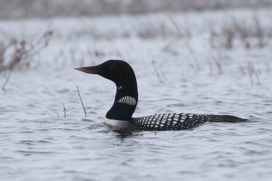 loon sp. - eBird