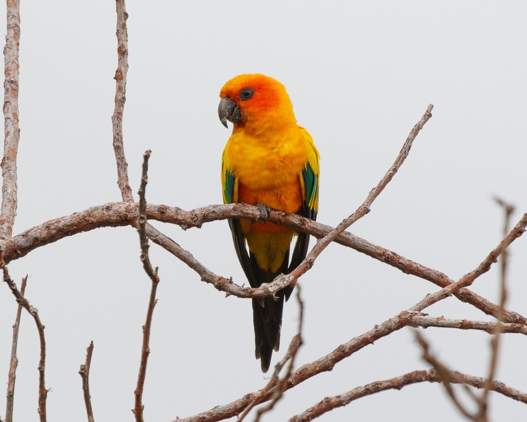 ML343186321 - Sun Parakeet - Macaulay Library